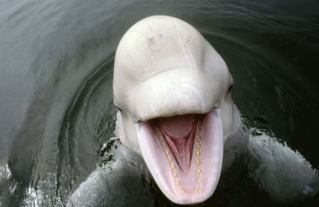 Pomboo wa vita: Wanaweza kufanya nini na je wanaweza kuzilinda meli za ...