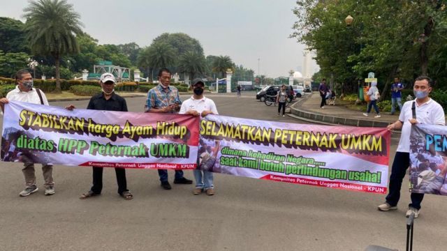 Saat harga ayam murah, peternak 'rugi' dan 'kalah saing' dengan ...