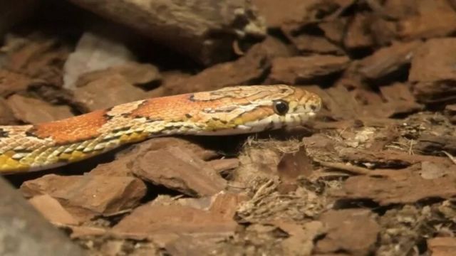 Vitu 9 usivyovifahamu kuhusu nyoka - BBC News Swahili