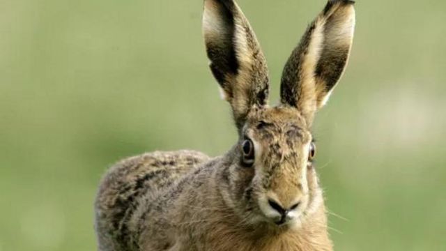 Chinese man dem mistake as hare die afta hunter shoot am - BBC News Pidgin