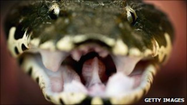 Anaconda Teeth
