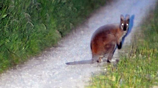 Escaped wallaby gives police the hop in Dursley - BBC News