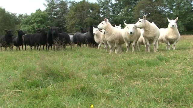 Lamb born with no wool given fluffy fleece - BBC News
