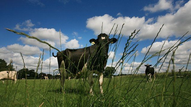 Shropshire Sansaw 'super-farm' joins dairy industry - BBC News