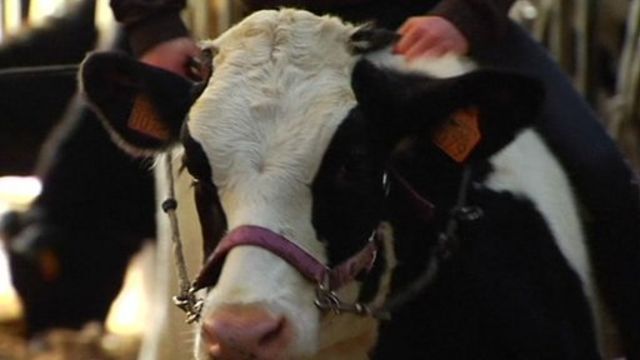 Video: Meet the hurdle jumping cow from Belgium - CBBC Newsround