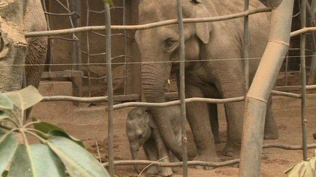 Video: Behind the scenes at zoo - CBBC Newsround