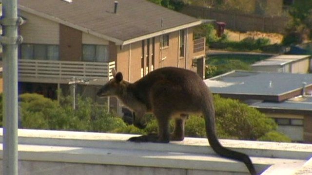 Drowning kangaroo rescued by Australian police officers - BBC News