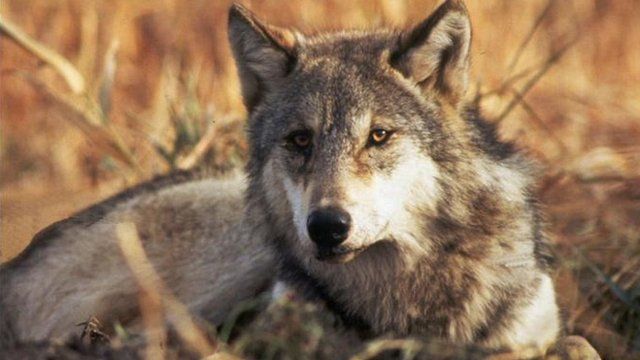 'White Lady' wolf shot dead prompts Yellowstone reward - BBC News