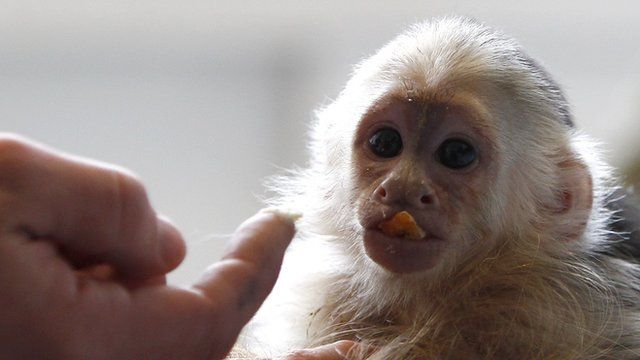 Justin Bieber monkey leaves quarantine in German zoo - BBC News