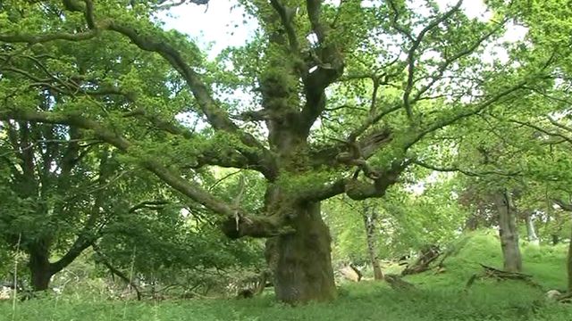 Climate change: Free tree offer for Welsh households resumes - BBC News