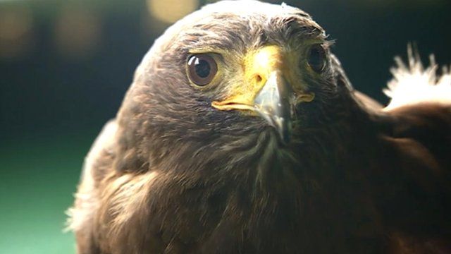 Wimbledon hawk Rufus completes 15th year of service - BBC News