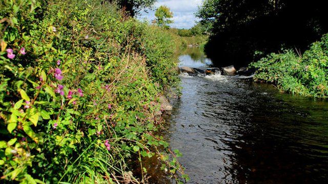 River Enler fish kill: Up to 300 dead trout found - BBC News