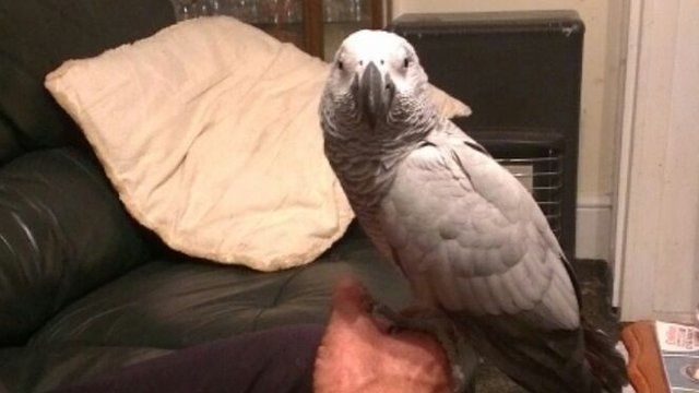 Darlington's South Park's swearing parrot Max dies - BBC News