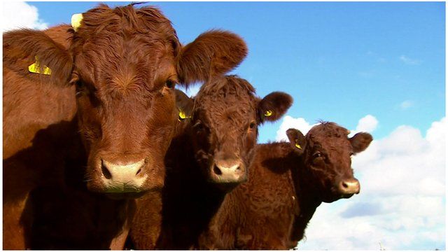 Somerset farmer's frustration over 'crippling' TB rules - BBC News