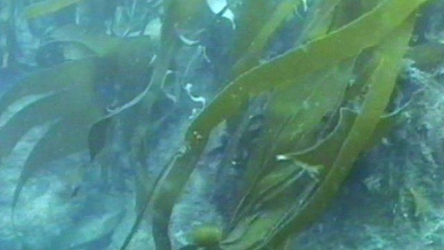 Seaweed - Zanzibar's 'gift from the ocean' - BBC News