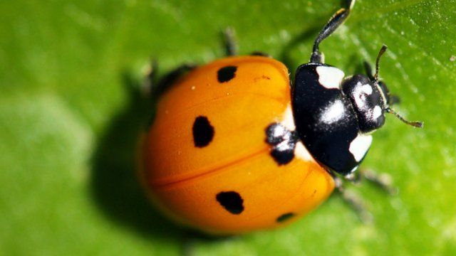 Ladybirds just as important for environment as bees - BBC Newsround