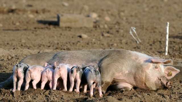 WH Group shares surge 10% on debut - BBC News