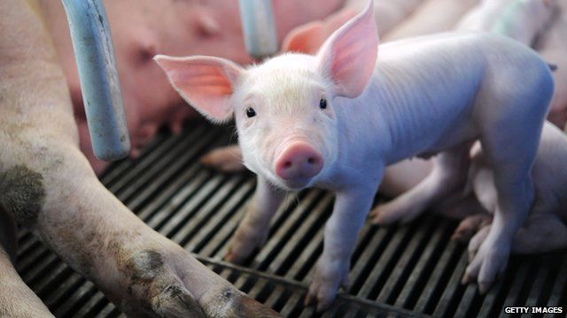 Concerns grow in Europe over threat from deadly pig virus - BBC News