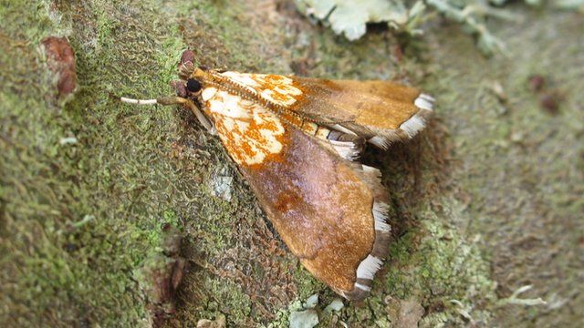 Bee Hawk moth spotted by expert on Isle Of Wight - BBC News