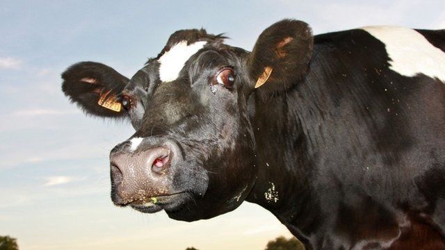 Walkers warned over dangers of cows in fields with calves - BBC News