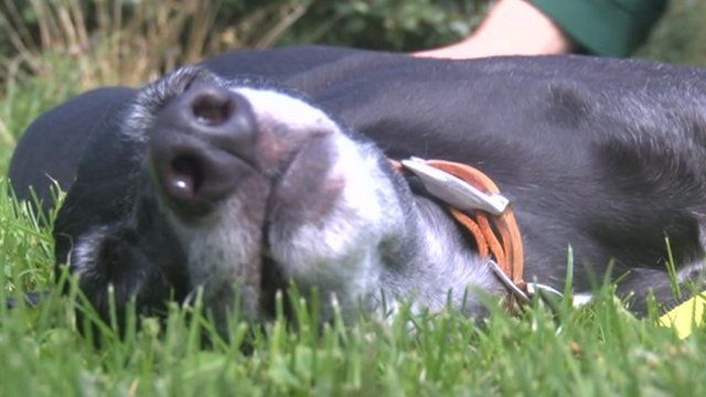 Dog Jed finds new home after being overlooked by 14,000 people - BBC News