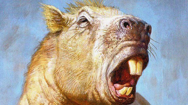 Caribbean super-rat history extracted from DNA - BBC News