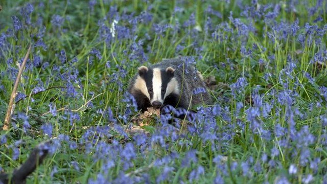 Gloucestershire badger cull licence revoke 'threat' - BBC News