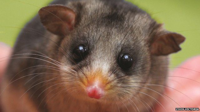 Princess Charlotte sent gifts from around the world - BBC News