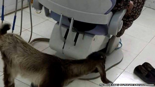 Egyptian doctors post photos of grim hospital conditions - BBC News