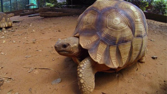 Three-legged ploughshare tortoise finds new life on rollers - BBC News