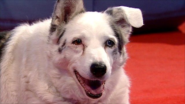 Blue Peter dog Mabel dies - BBC News