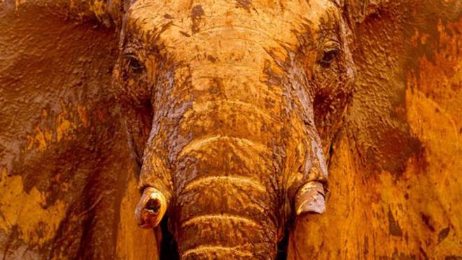 Tikus-tikus terbesar di dunia - BBC News Indonesia