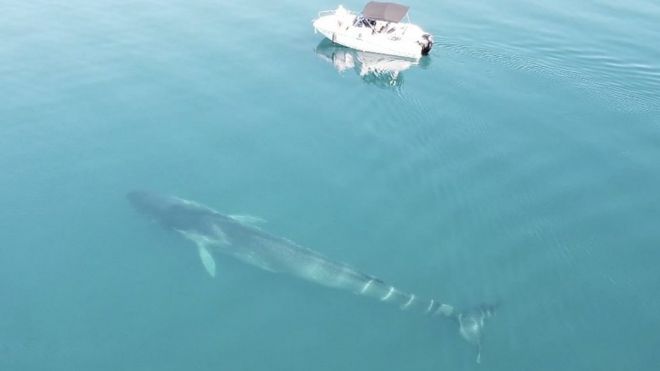 Životinje i Argentina: Kitovi iznenadili dvojicu veslača na dasci - BBC ...