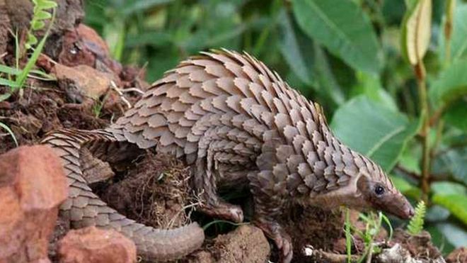 Yang Yang, Grumpy Cat and oda animals wey dia hustle pass your own ...