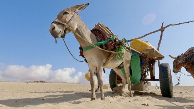 Sheekada dameerka ay hooyadii diiddey ee 'eyga isu haysta' - BBC News ...