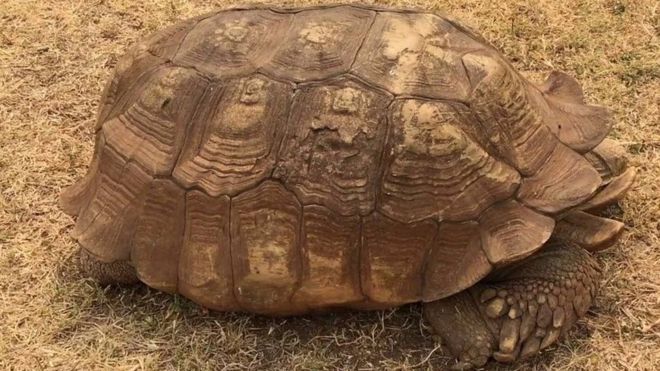 Jonathan the tortoise: Wo ìjàpá ọdún 190 tó jẹ́ ẹranko oríilẹ̀ tó dàgbà ...