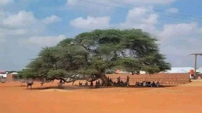 Maxaad ka taqaan geedka garta loo hoos fariisto ay guusha ku dhamaato ...