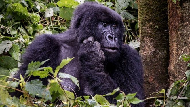 Rwanda: Menya amazina yahawe abana b'ingagi, n'ibyamamare byazibatije ...