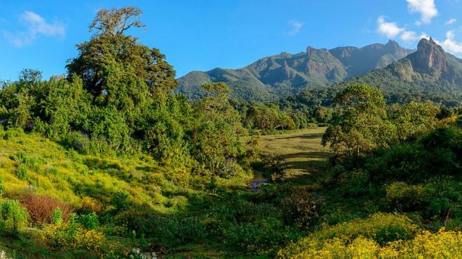 Paarkiin Gaarreen Baalee hambaa uumamaa UNESCOtti galmaa'e - BBC News ...