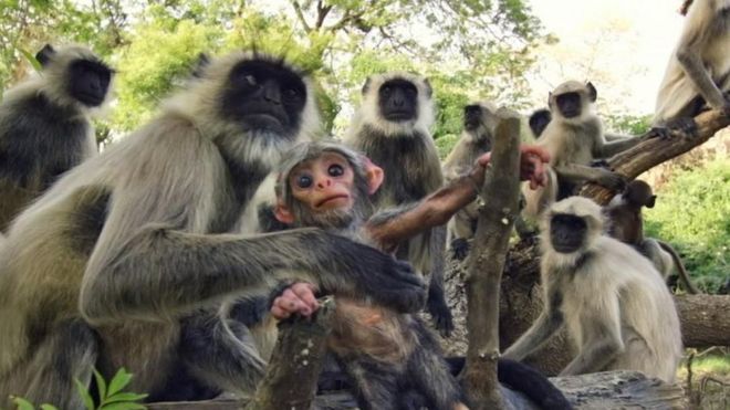 Foto ikonik Jane Goodall yang mengabadikan ikatan manusia dan simpanse ...