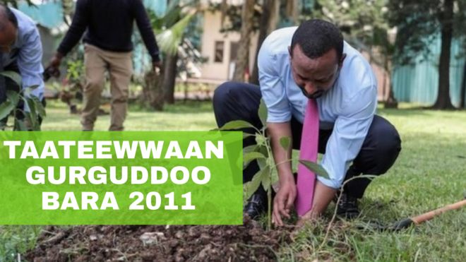 Ashaaraa Magariisa : Itoophiyaan duula biqiltuu dhaabuu marsaa ...