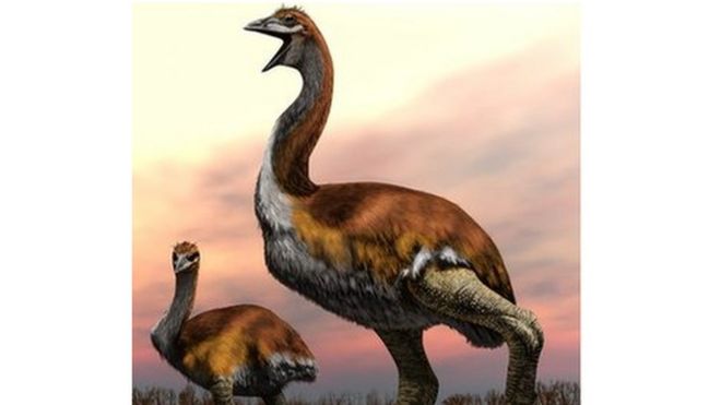 Maxay shimbiruhu kasoo doonaan magaalooyinka? - BBC News Somali