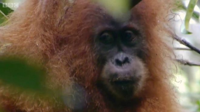 Celurut gajah ditemukan kembali di Afrika setelah 50 tahun - BBC News ...