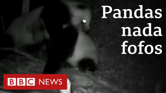 Como os pandas gigantes escaparam da lista de animais ameaçados de ...