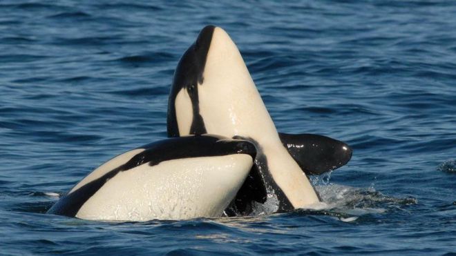 Como orcas do Atlântico estão 'aprendendo' a atacar barcos - BBC News ...