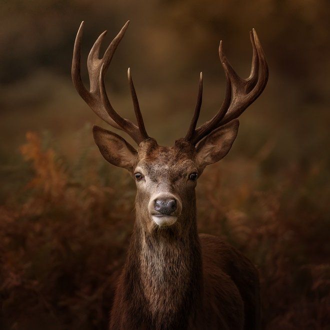 Amazing award-winning animal photos - BBC Newsround