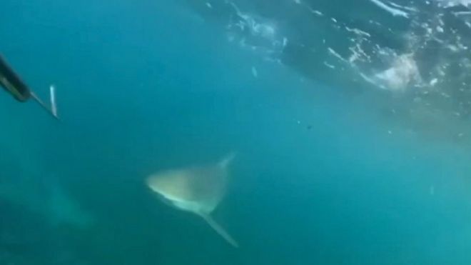 Napadi ajkula u Egiptu: Dve žene umrle, zatvorene plaže na obali Crvenog mora - BBC News na srpskom