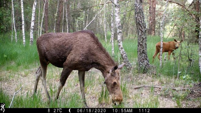 Рідкісні кадри тварин в українських лісах: ведмеді, рисі, вовки - BBC ...