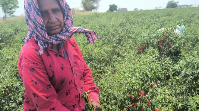 Jumli Marshi rice : 50 లక్షల కుటుంబాలకు ఆధారమైన ఈ బియ్యం రకం ...