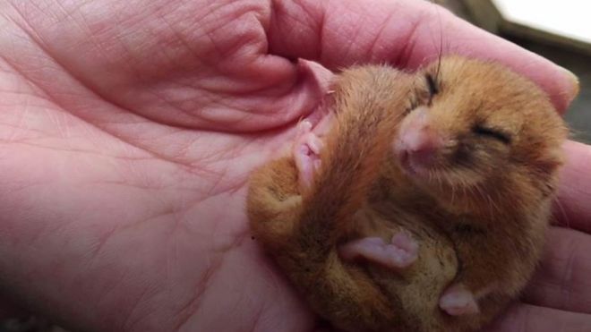 Svemirski turizam: Italijani osvojili svemir na prvom komercijalnom ...